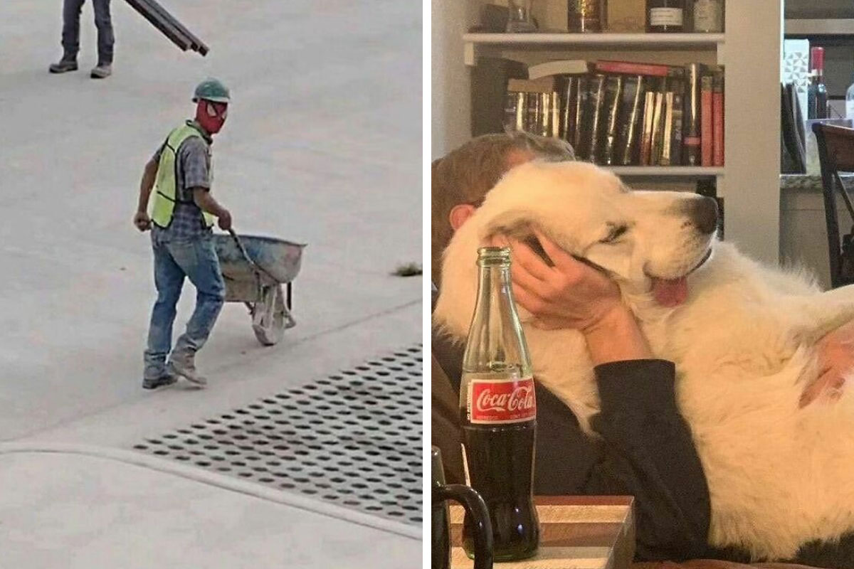 “I Am Cringe, But I Am Free”: 50 Hilarious Yet Confusing Images | Bored ...