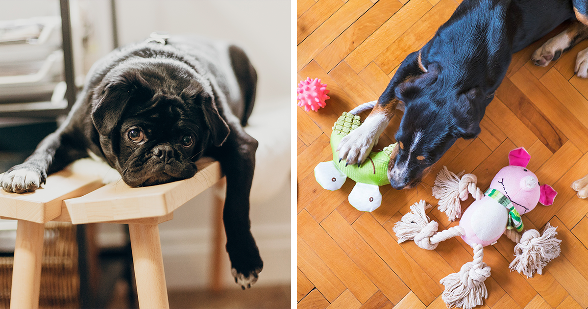 Stop Your Dog from Getting Bored | Bored Panda