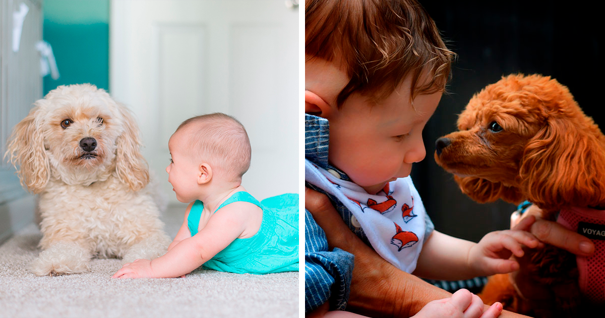 Do Dogs Know What Babies Are and Do They Like Them | Bored Panda