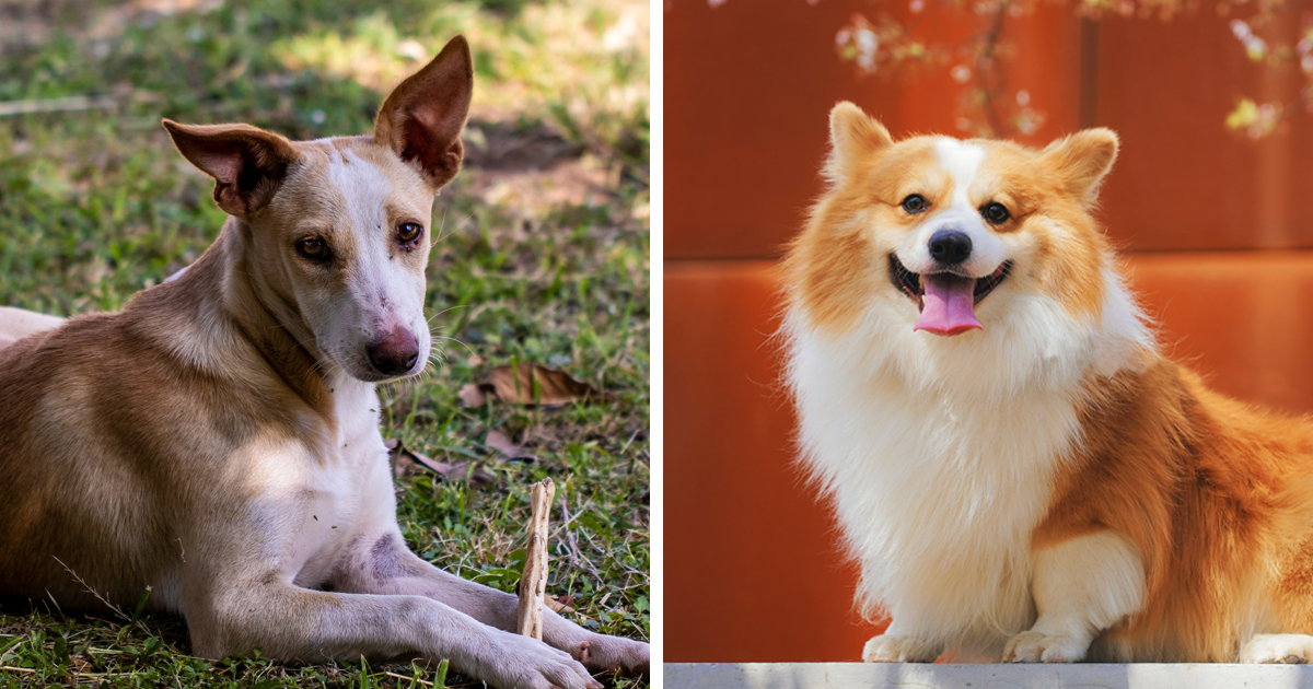 Decoding Dog Moaning: Your Pet’s Sighs and Veterinary Insights | Bored ...