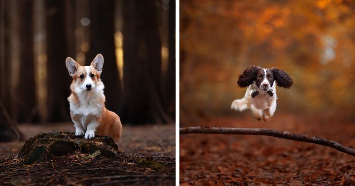 Here Are 22 Of My Favorite Photos Of Dogs I Took During Autumn (New ...
