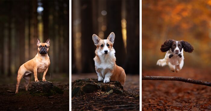 Here Are 22 Of My Favorite Photos Of Dogs I Took During Autumn (New ...