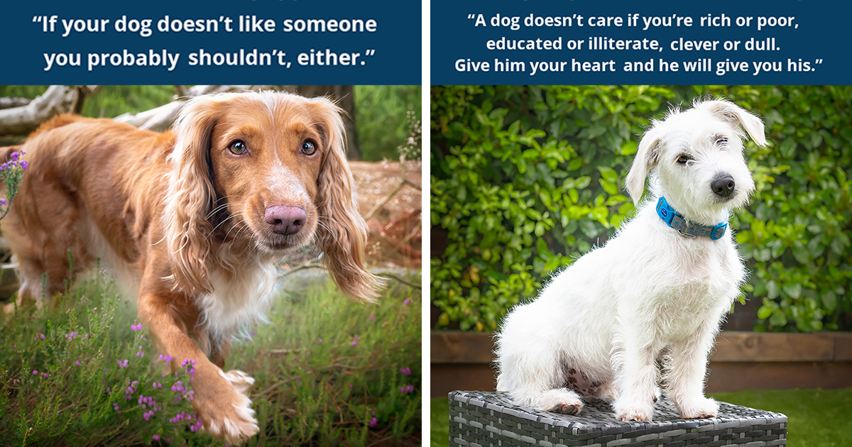 I Created A “Motivational Dog Quotes” Series To Help All Dog Lovers ...