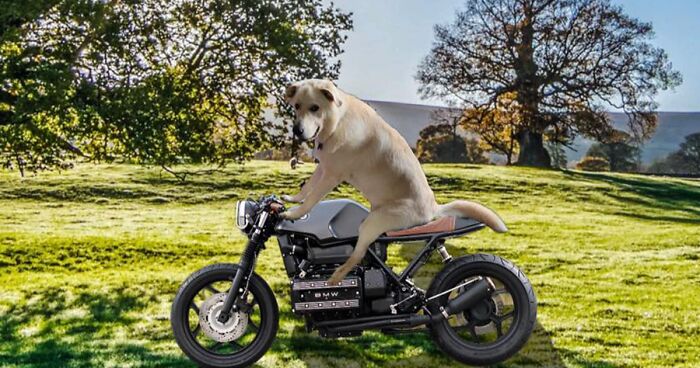 Guy Catches His Doggo Sitting Like A Person, Posts Pic Online, Gets ...