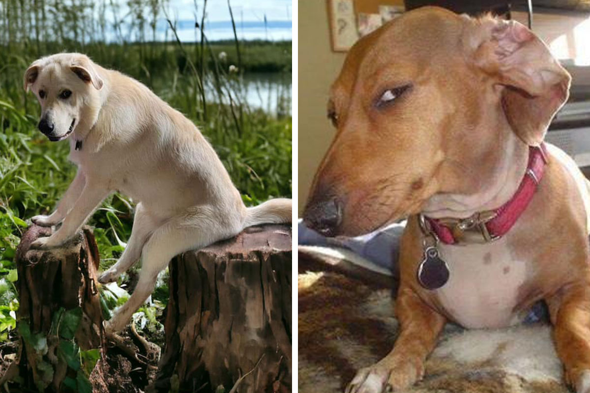 Guy Catches His Doggo Sitting Like A Person, Posts Pic Online, Gets ...