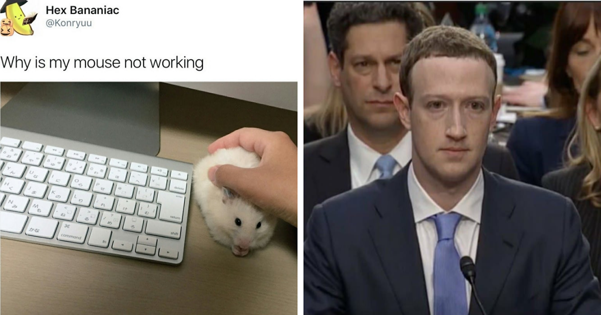 I Spent Over One Year Filling My Meme Collection With The Best Of The ...