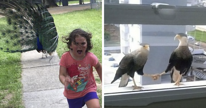 35 Chaotic Avian Memes Shared By “Birds With Threatening Auras” | Bored ...