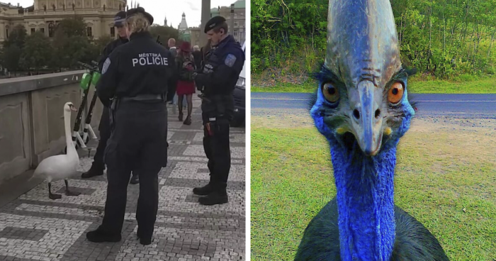 35 Chaotic Avian Memes Shared By “Birds With Threatening Auras” | Bored ...