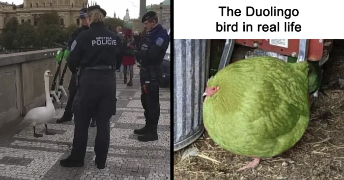 35 Chaotic Avian Memes Shared By “Birds With Threatening Auras” | Bored ...