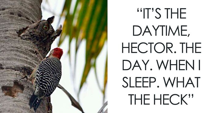 35 Chaotic Avian Memes Shared By “Birds With Threatening Auras” | Bored ...