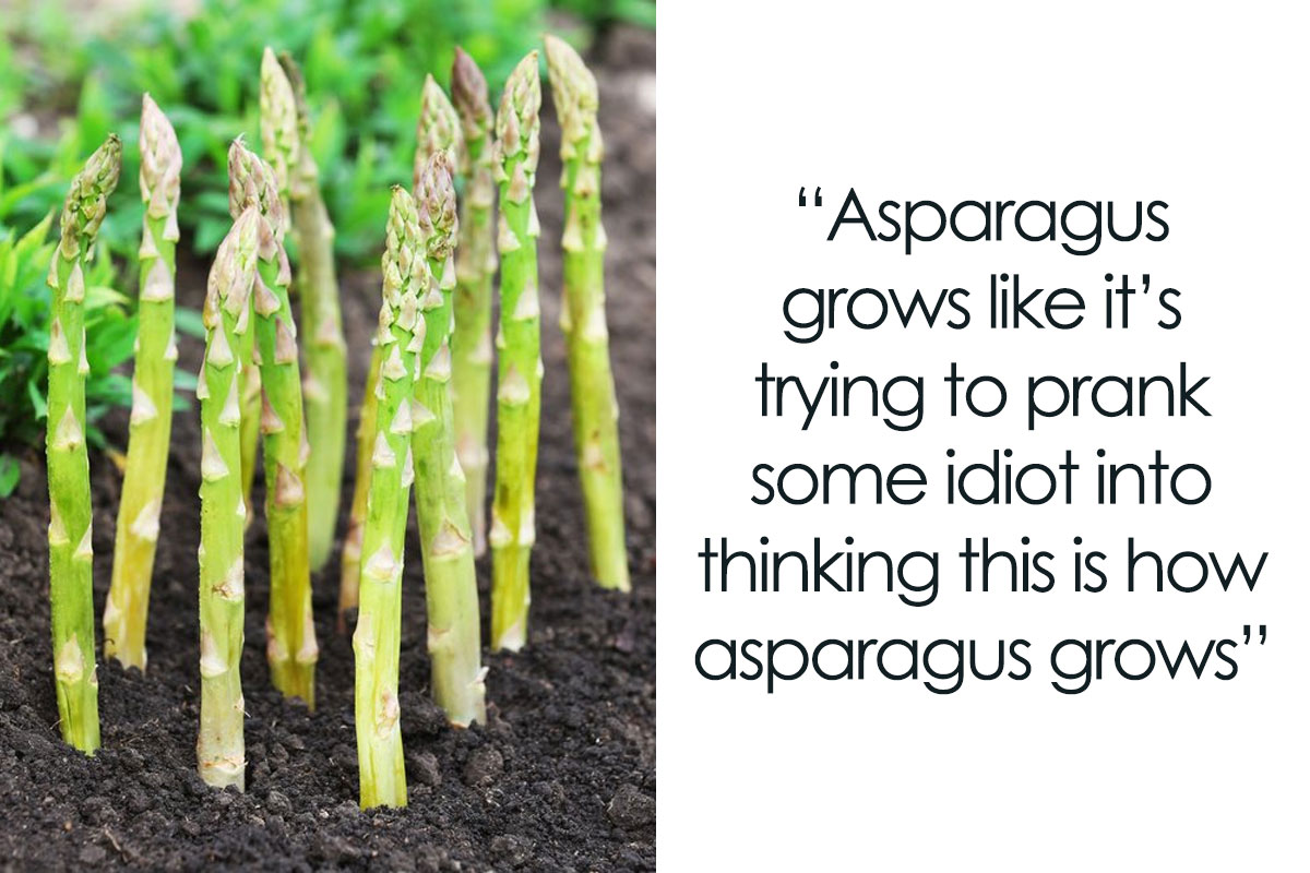 50 Times People Blessed Us With Funny “Brand New Sentences” (New Pics ...