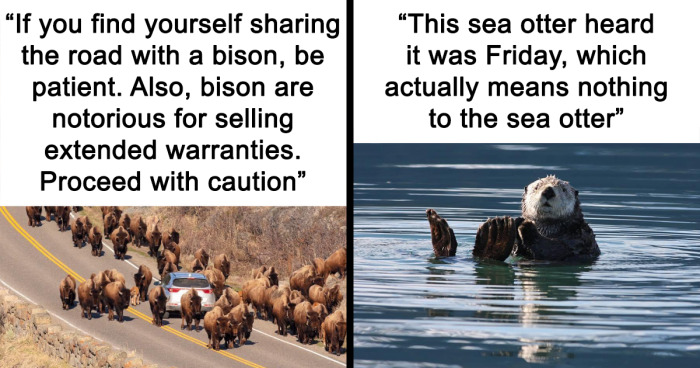 National Park Service Hired The Perfect Social Media Person As Their ...