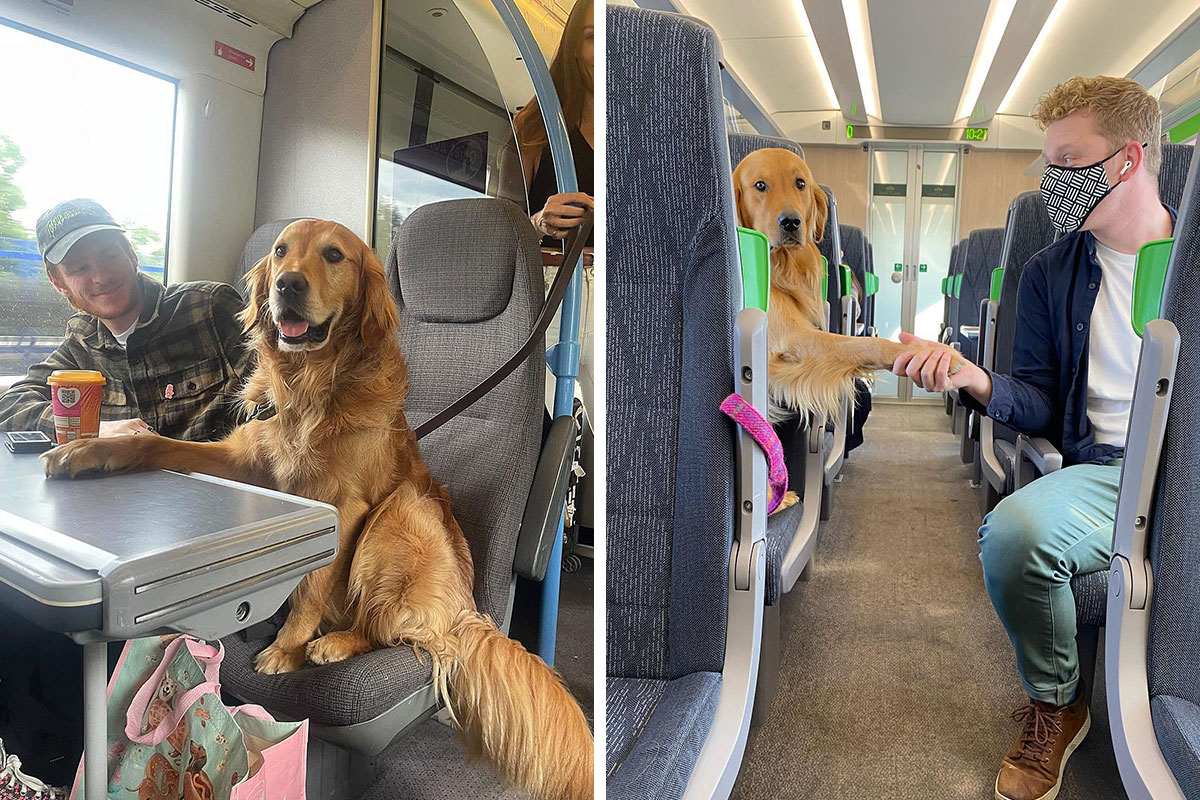 This Adorable Golden Retriever Dog Enjoys Making New Friends On Train ...