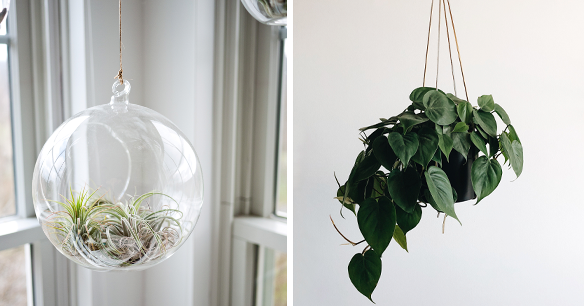 16 Hanging Plants For Greener Indoor | Bored Panda