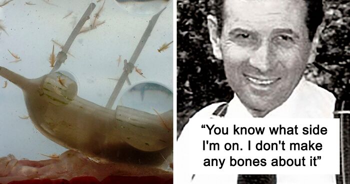 The Dark Truth Behind Childhood Staple Sea Monkeys Emerges Online ...