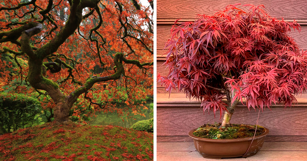 Japanese Maple Tree: Stunning Varieties and Care Tips | Bored Panda