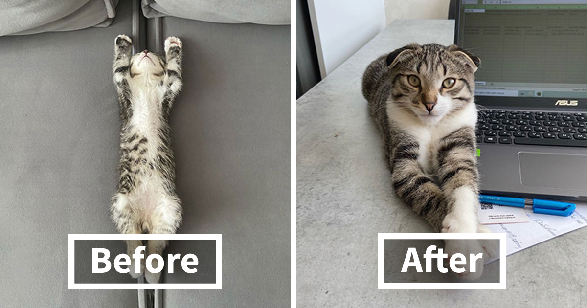 This Online Community Shares Adorable Side-By-Side Comparisons Of Cats ...