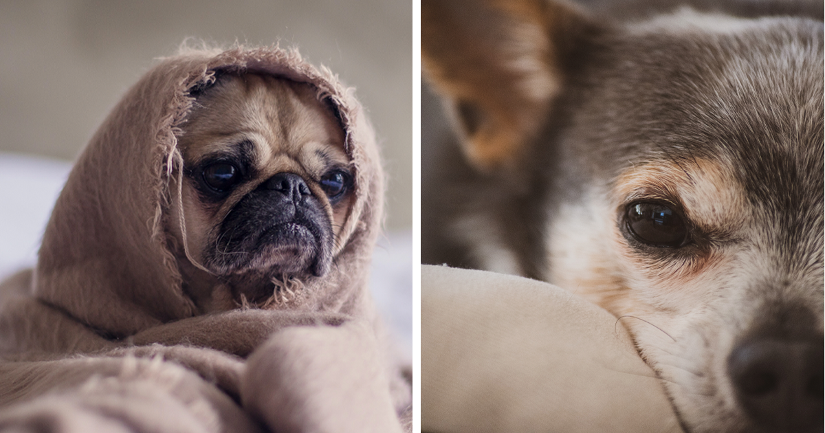 Caring for a Paralyzed Dog: Essential Tips for Managing Paralysis ...