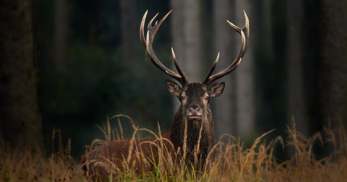 The EISA Maestro Awards 2023: Explore The Beauty Of “The Animal Kingdom ...