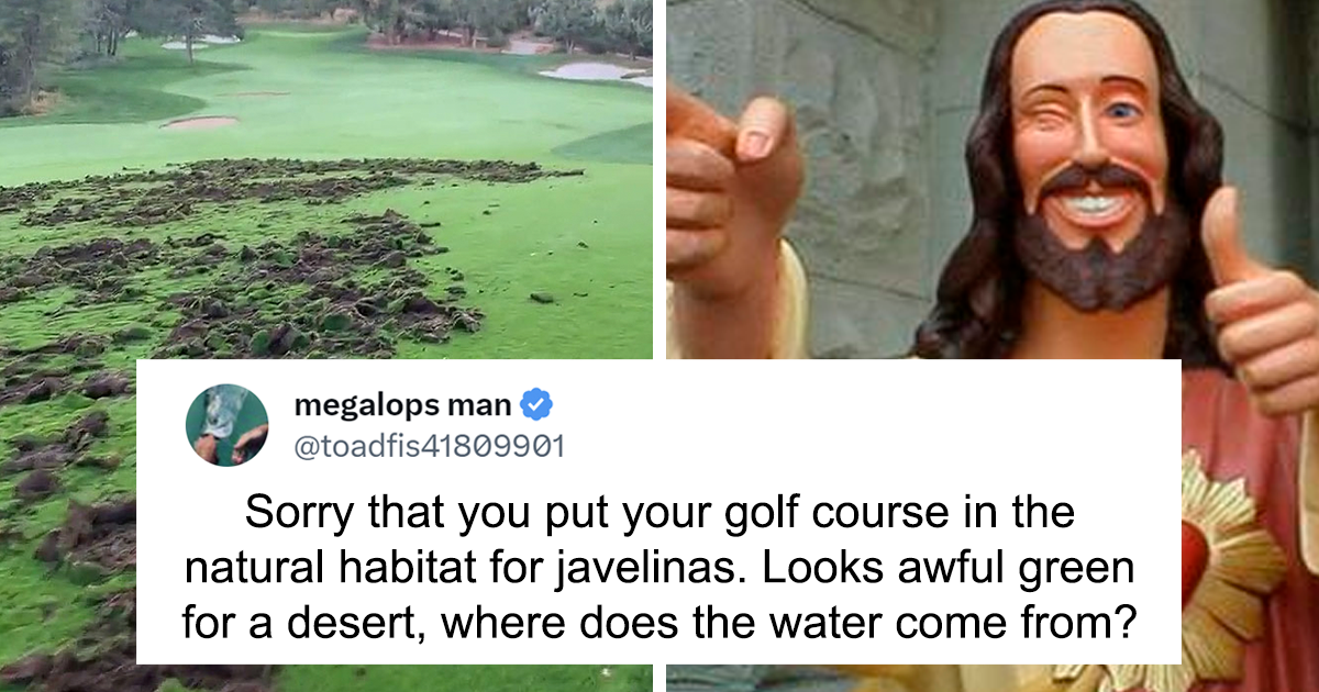 Javelinas Have No Mercy On A Golf Course In Arizona And Folks Online ...