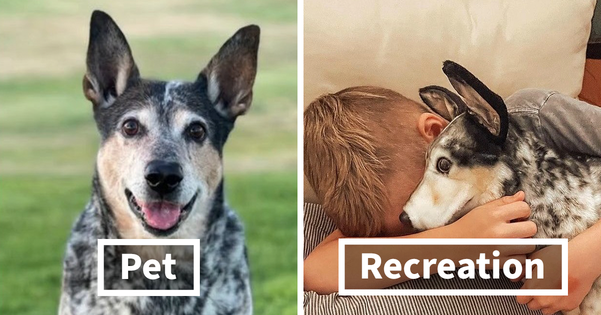 35 Personalized Plushies That Let People Hug Their Lost Pets Once Again ...