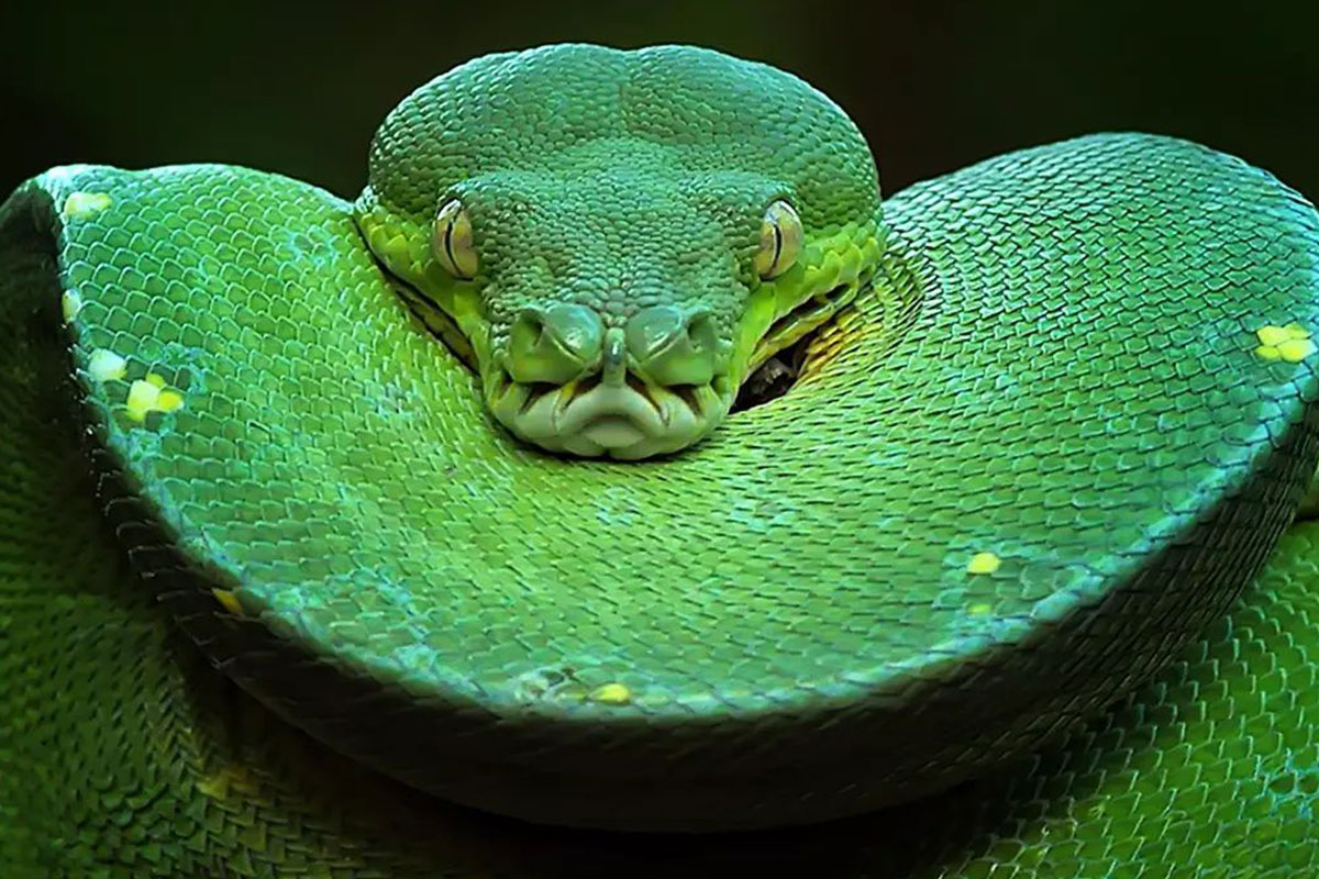 This Photographer Takes Beautiful Close-Up Images Of Cold-Blooded ...