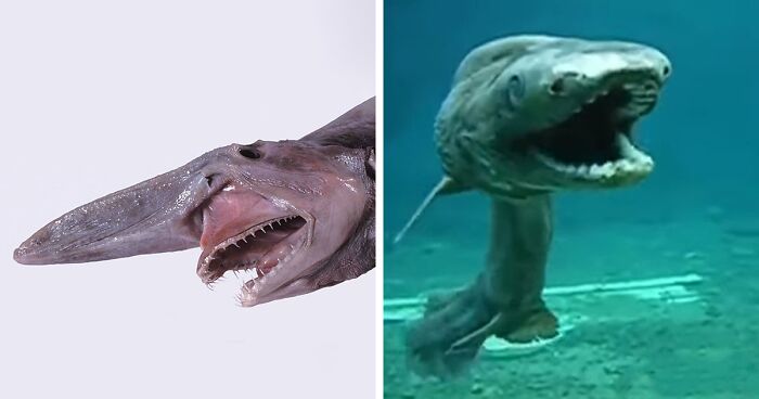 Someone Asks What’s The Scariest Thing In The Ocean That Has Photo ...