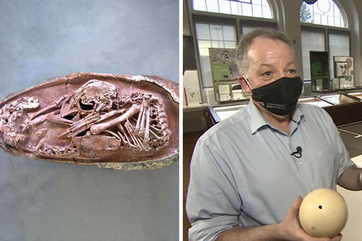 Scientists Unveil “Most Complete Dinosaur Embryo Ever,” Solving ...