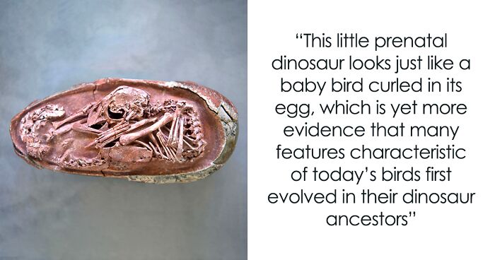 Scientists Unveil “Most Complete Dinosaur Embryo Ever,” Solving ...