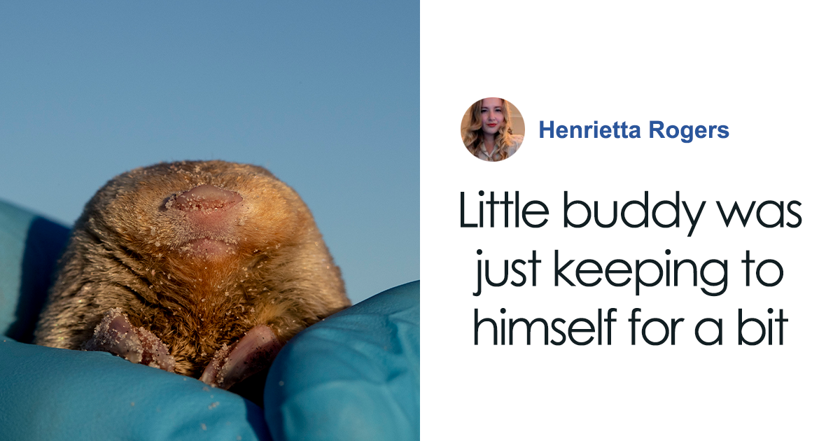 “Brilliant Work”: Shimmering Mole Rediscovered Nearly 100 Years After ...