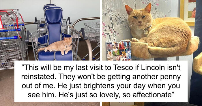 Yorkshire Tesco Cat Ban Backfires As People Threaten To Stop Shopping ...