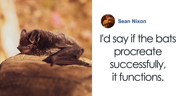 These Bats’ Tools Are Too Big To Reproduce Like Other Mammals ...