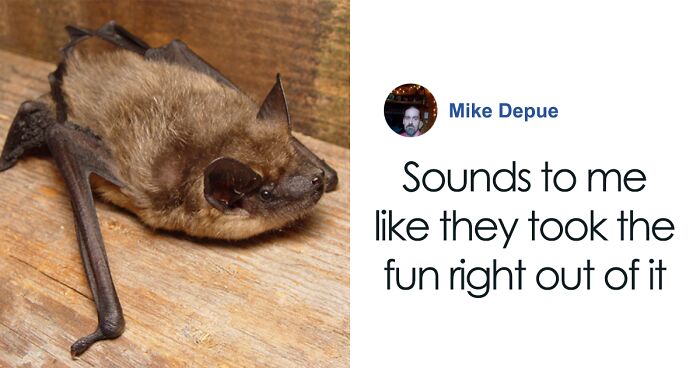 These Bats’ Tools Are Too Big To Reproduce Like Other Mammals ...