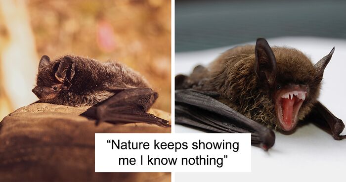These Bats’ Tools Are Too Big To Reproduce Like Other Mammals ...