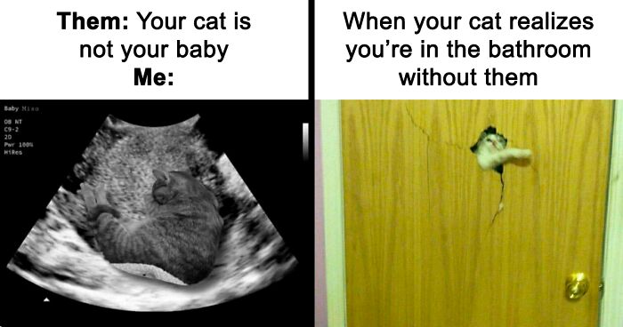 50 Funny And Relatable Cat Memes That Might Make You Want To Rescue A ...