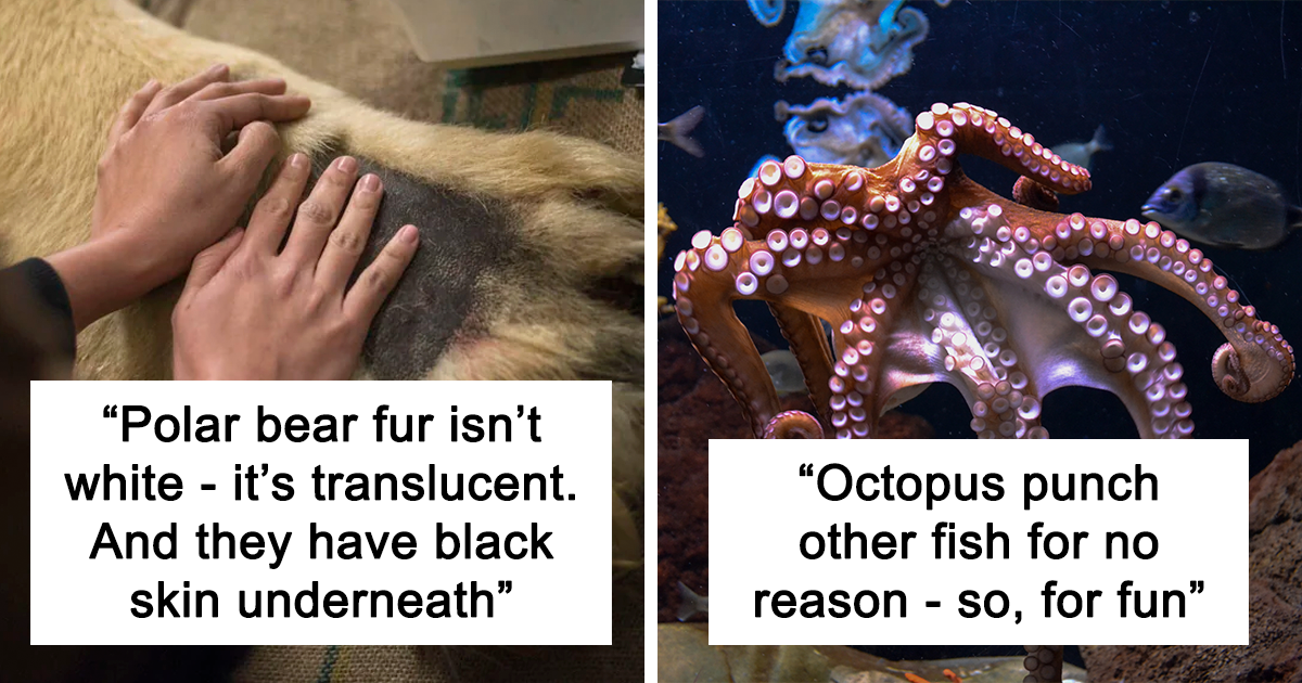28 People Share The Weirdest Animal Facts They Know | Bored Panda