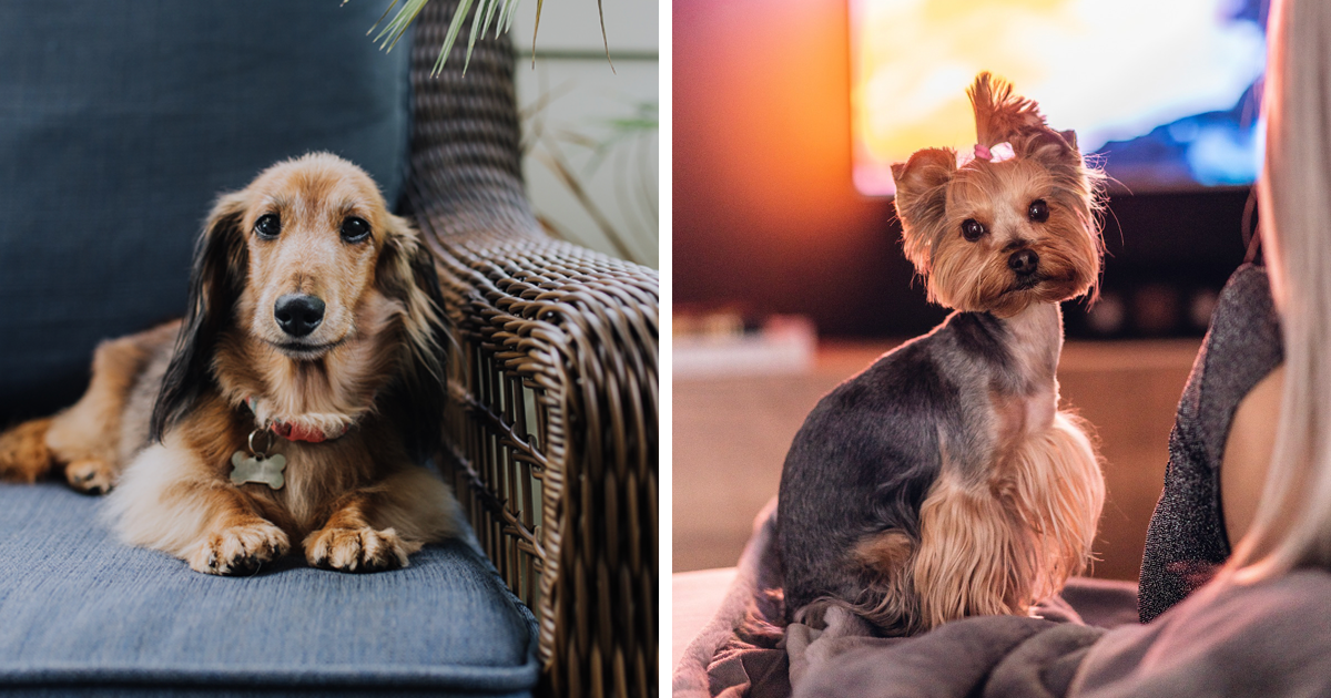 What Do Dogs Like to Watch on TV | Bored Panda