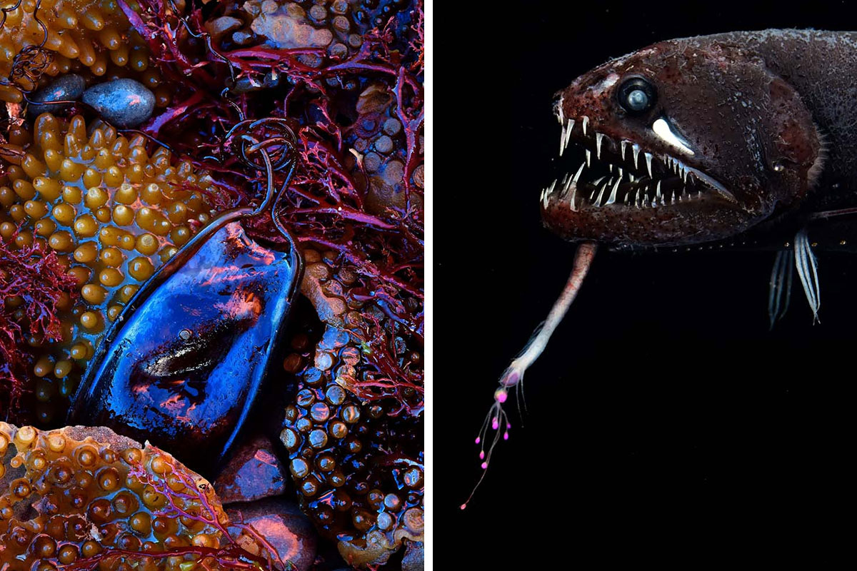 The German Society For Nature Photography Has Chosen The Best Wildlife ...