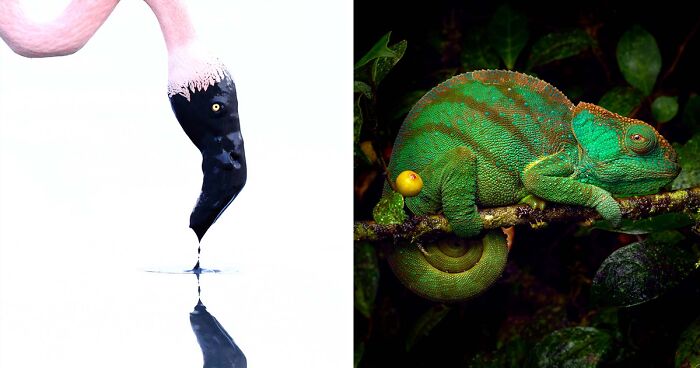 The German Society For Nature Photography Has Chosen The Best Wildlife ...