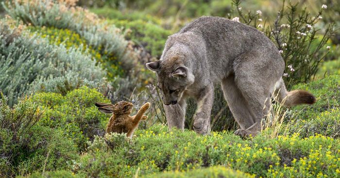 The German Society For Nature Photography Has Chosen The Best Wildlife ...