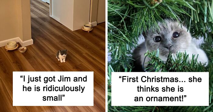 50 Of The Most Heartwarming Pics Of Happily Adopted Pets (December ...