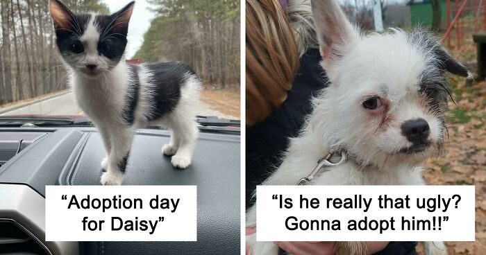 50 Of The Most Heartwarming Pics Of Happily Adopted Pets (December ...
