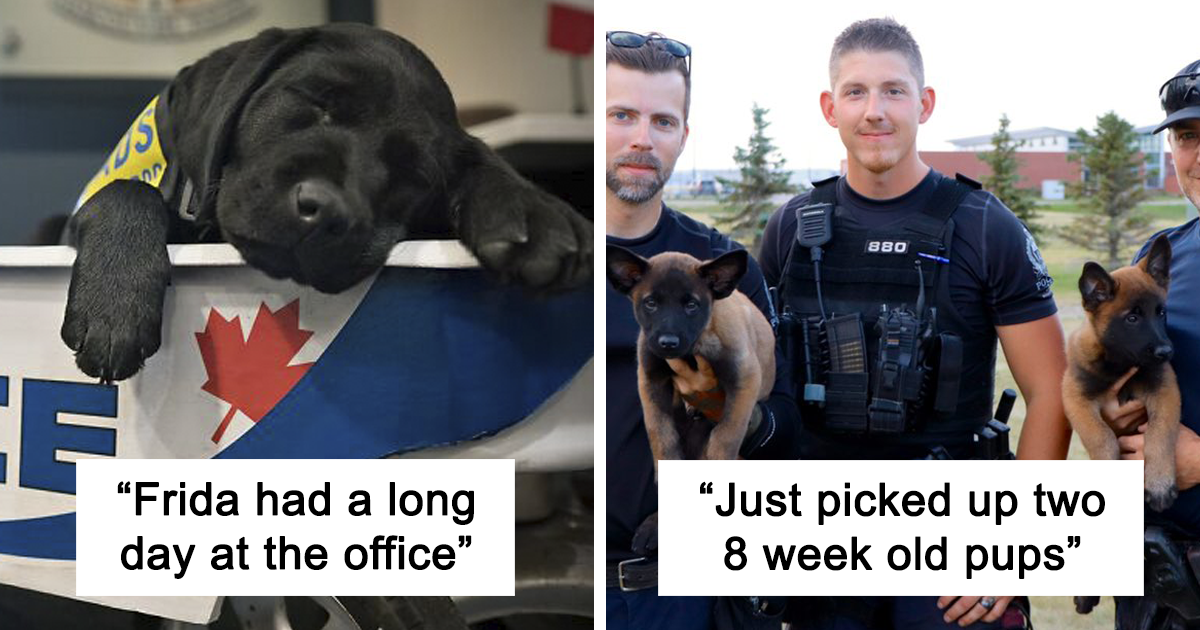 50 Adorable Puppies Training To Be Police Officers | Bored Panda