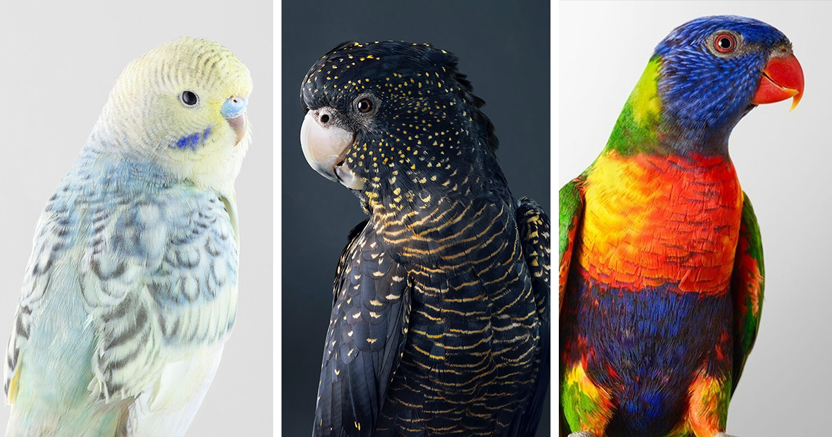 Professional Photographer Captures Perfectly Posed Birds In Her Photo ...