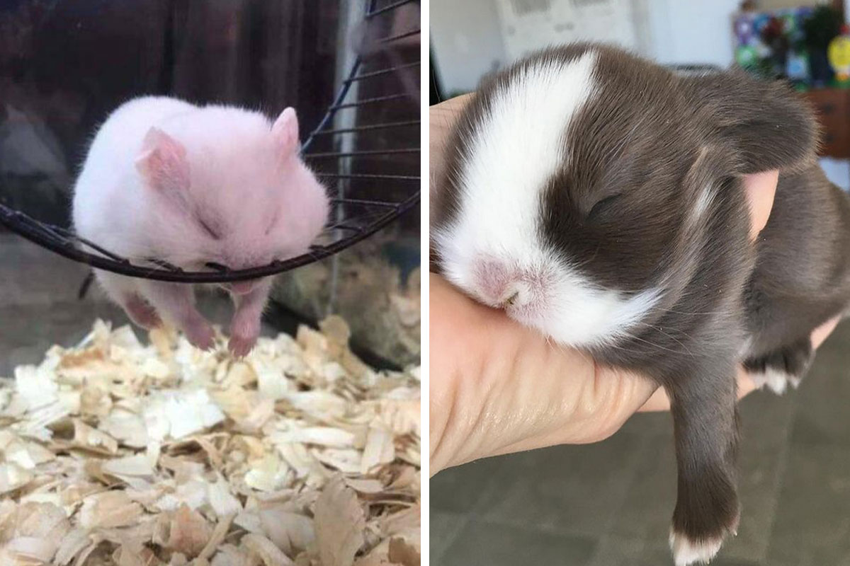 50 Times People Noticed Animals Enjoying A Nap And Just Had To Take A ...