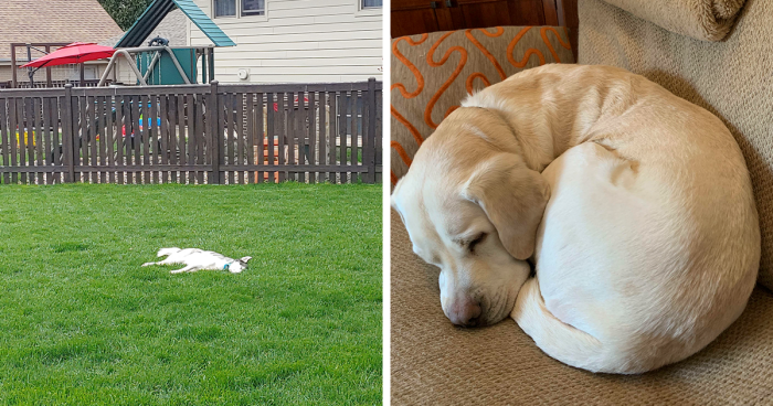 50 Times People Noticed Animals Enjoying A Nap And Just Had To Take A ...