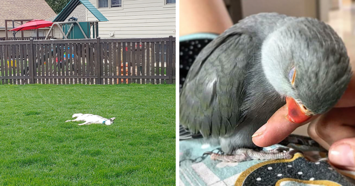 50 Times People Noticed Animals Enjoying A Nap And Just Had To Take A ...