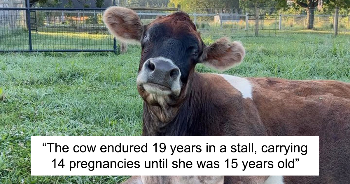 This Blind Cow Can’t Stop Cuddling With The People Who Rescued Her From ...