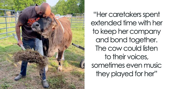 This Blind Cow Can’t Stop Cuddling With The People Who Rescued Her From ...