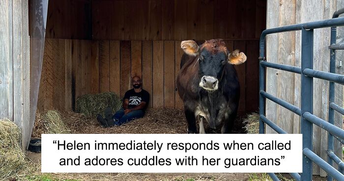 This Blind Cow Can’t Stop Cuddling With The People Who Rescued Her From ...
